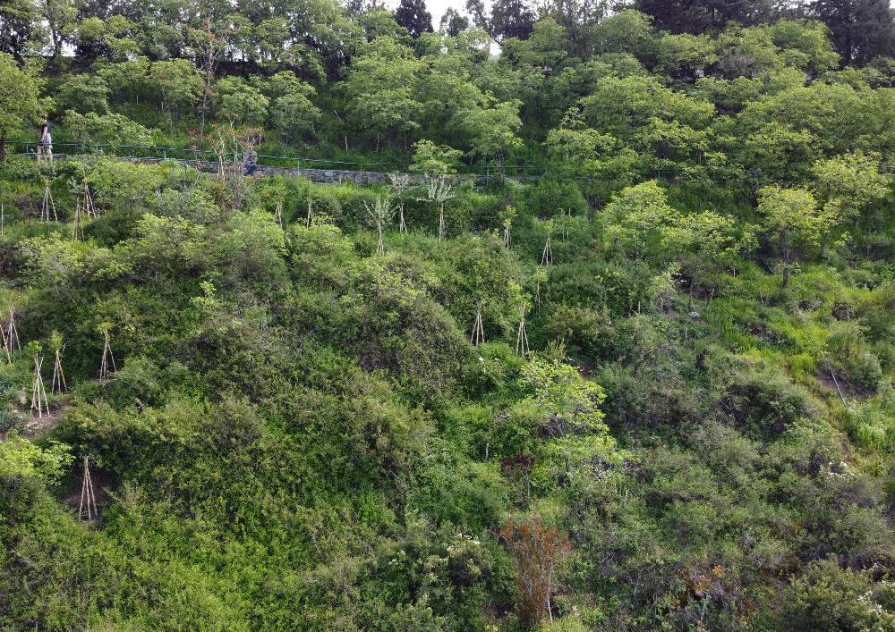 Tbilisi Urban Forest (Narikala Ridge Forest) | EUmies Awards