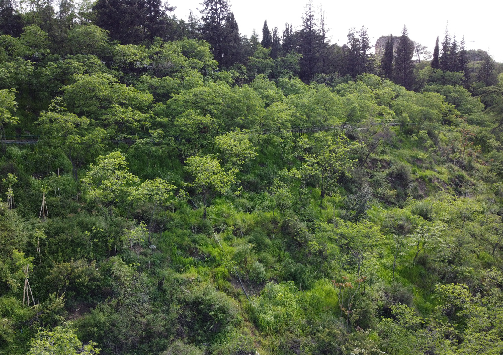 Tbilisi Urban Forest (Narikala Ridge Forest) | EUmies Awards